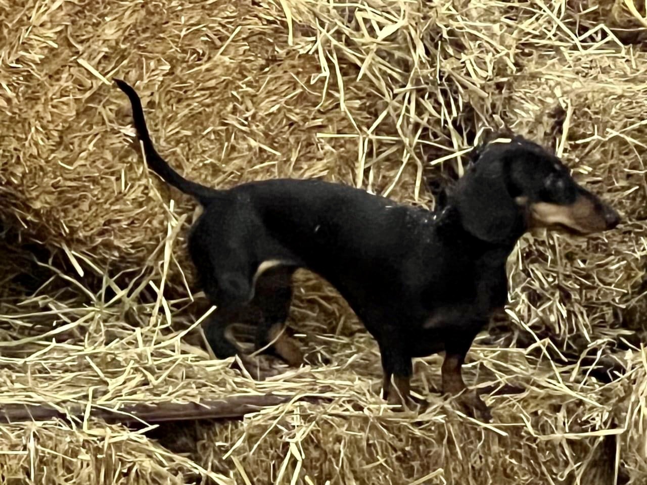 Hunting Rats in Alaska – De & the Dachsies – Our Rambles