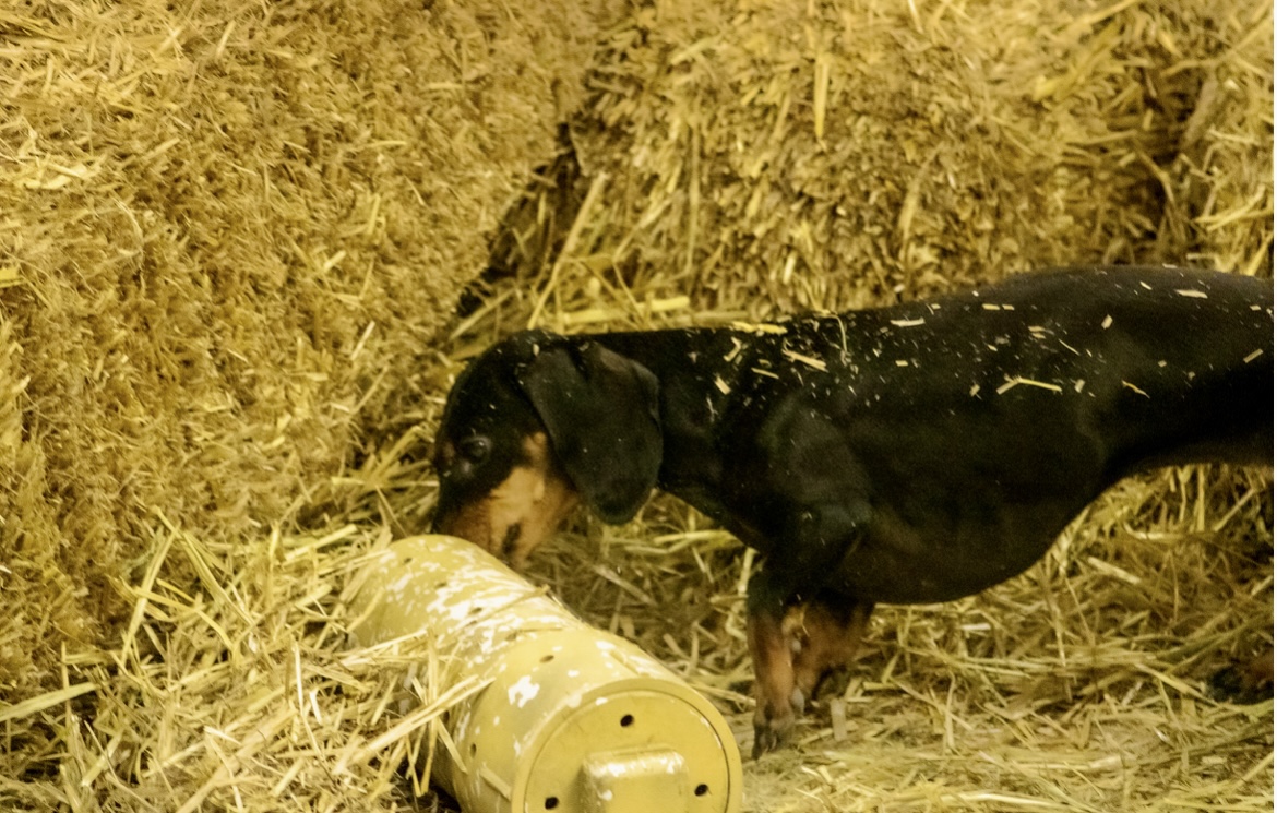 Hunting Rats in Alaska – De & the Dachsies – Our Rambles