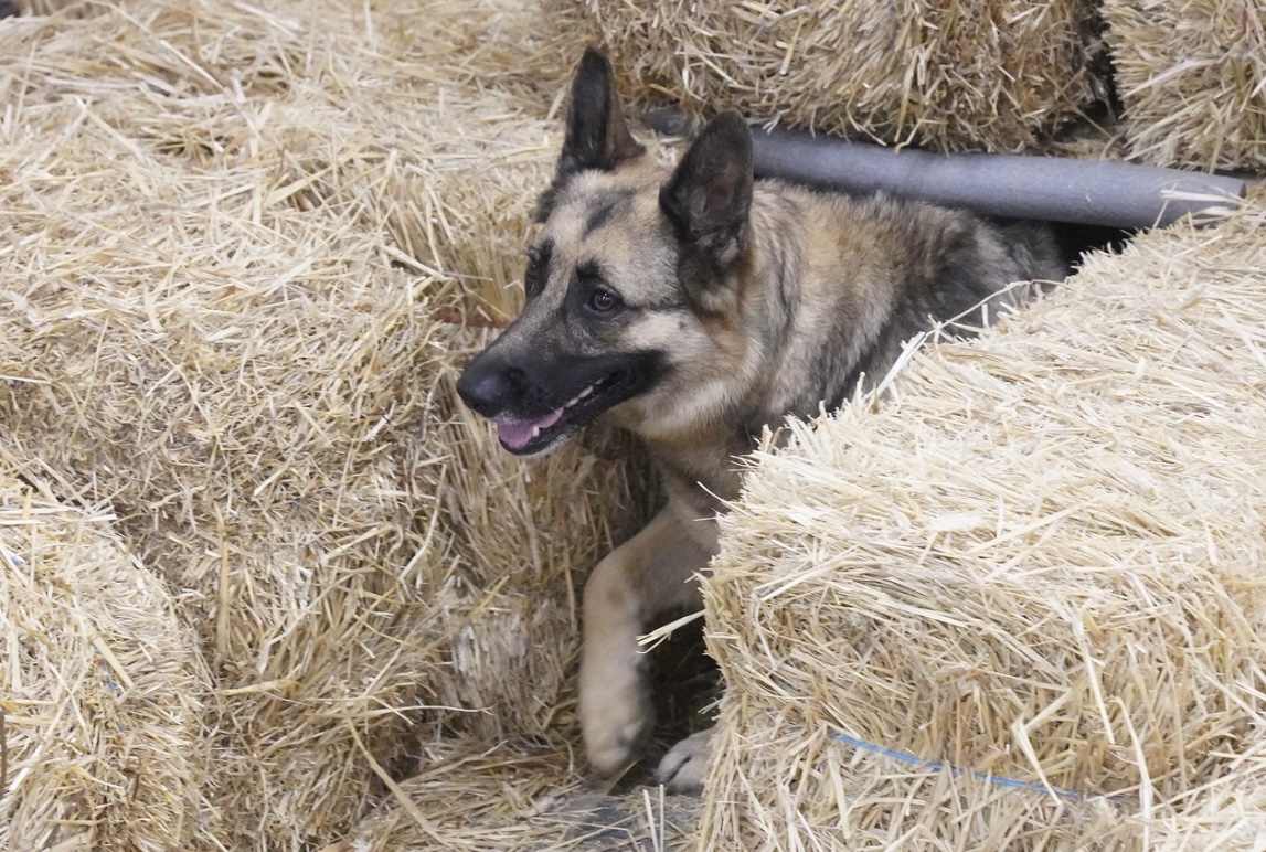 Hunting Rats in Alaska – De & the Dachsies – Our Rambles