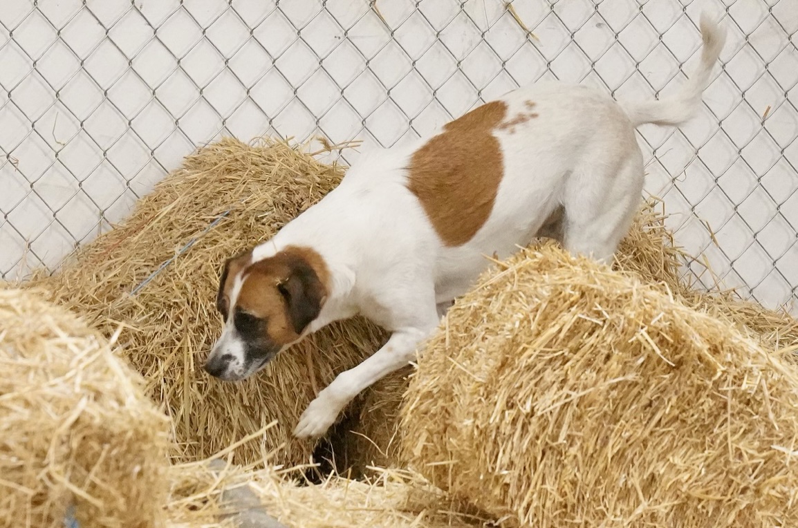 Hunting Rats in Alaska – De & the Dachsies – Our Rambles