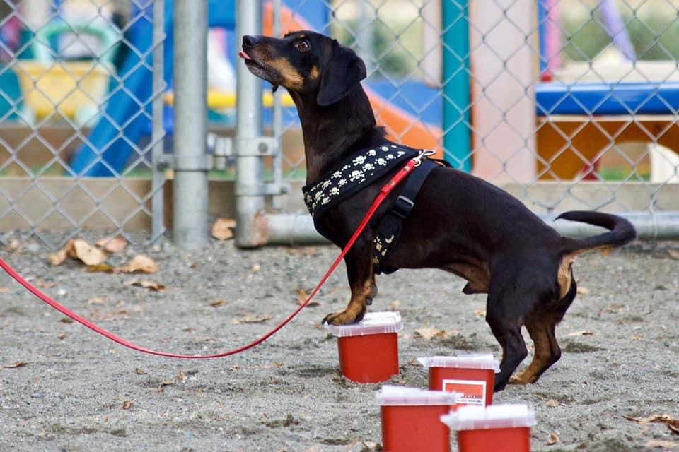 Hunting Rats in Alaska – De & the Dachsies – Our Rambles